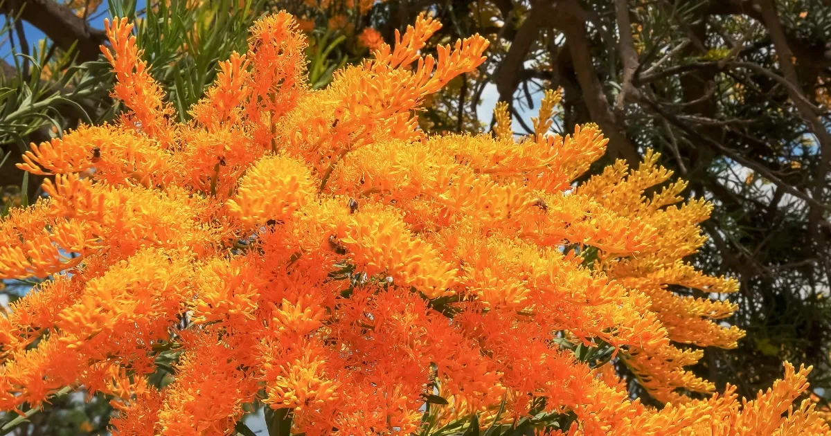 Birak Season: First Summer on Noongar Country | Absolutely Australia