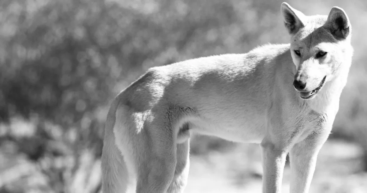 The Mysterious Disappearance of Azaria Chamberlain | Absolutely Australia