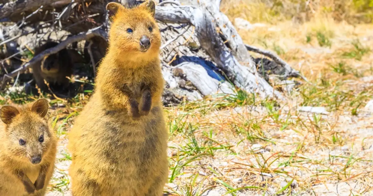 Wildlife Of Rottnest Island Absolutely Australia