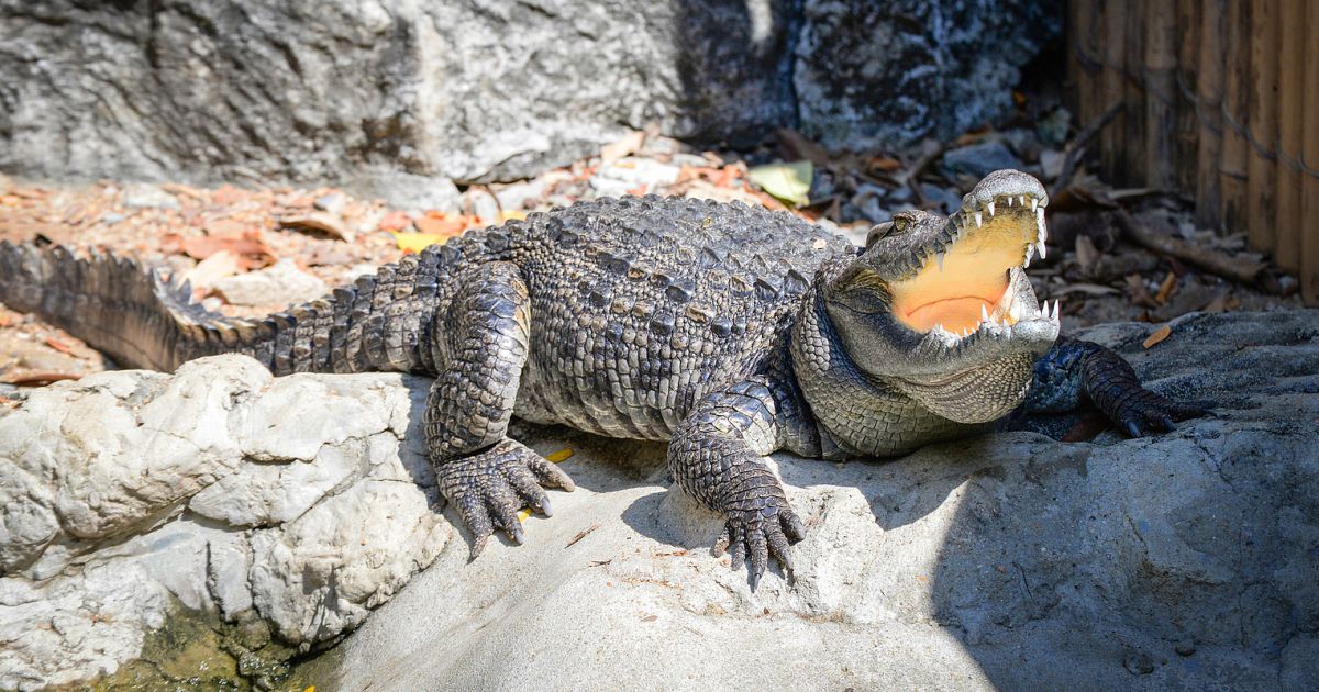 Dangerous Australian Animals & Insects | Absolutely Australia