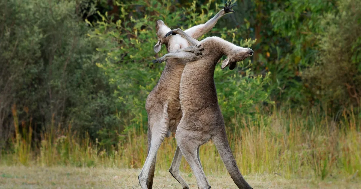 Kangaroo Fights: Observing Safely & Understanding | Absolutely Australia