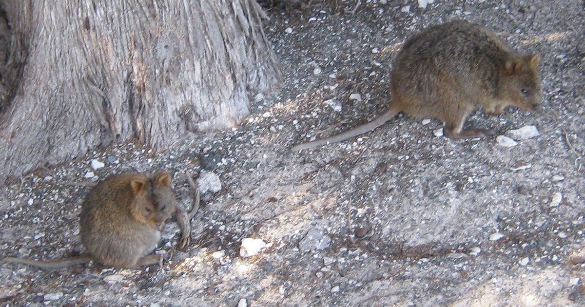 Wildlife of Rottnest Island | Absolutely Australia