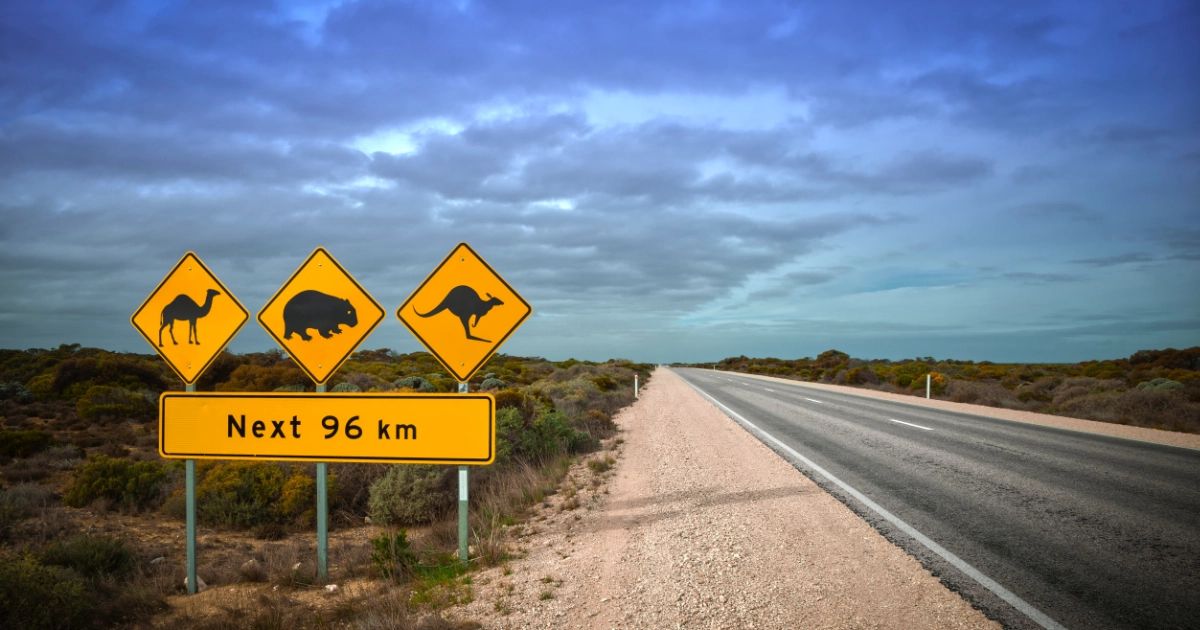 How to Avoid Collisions with Wildlife While Driving in Australia ...