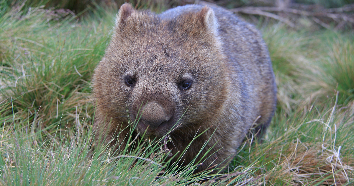 Myths & Facts About Life in Australia | Absolutely Australia