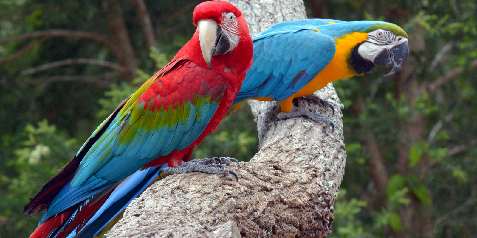 Australian Wildlife | Absolutely Australia