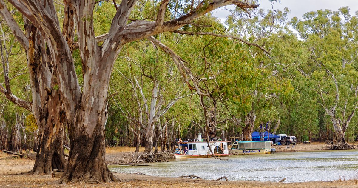 Barmah National Park - Echuca | Absolutely Australia