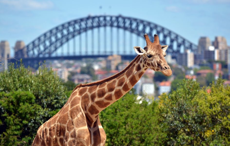 Taronga Zoo | Absolutely Australia